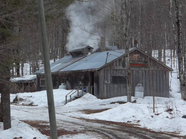 SFI - Maple Syrup From Certified Forests Hits The Shelves | Supply Post ...